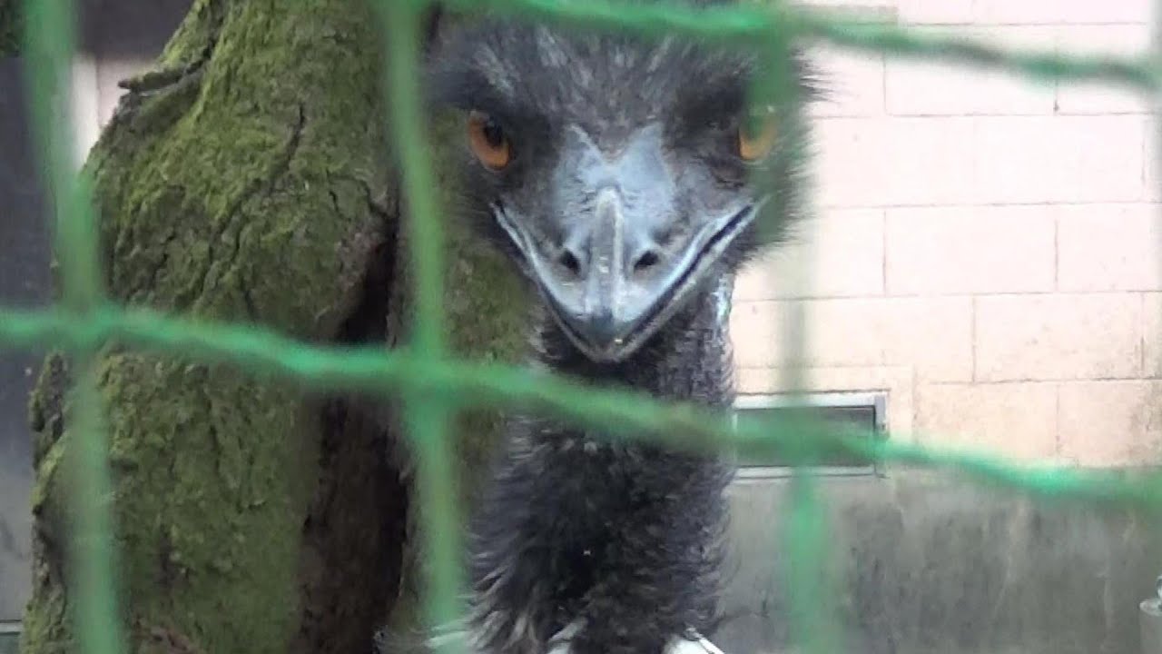 芸術的なエミューの鳴き声 Amazing emu crying 【Cute animal videos】【羽村市動物公園】 - YouTube