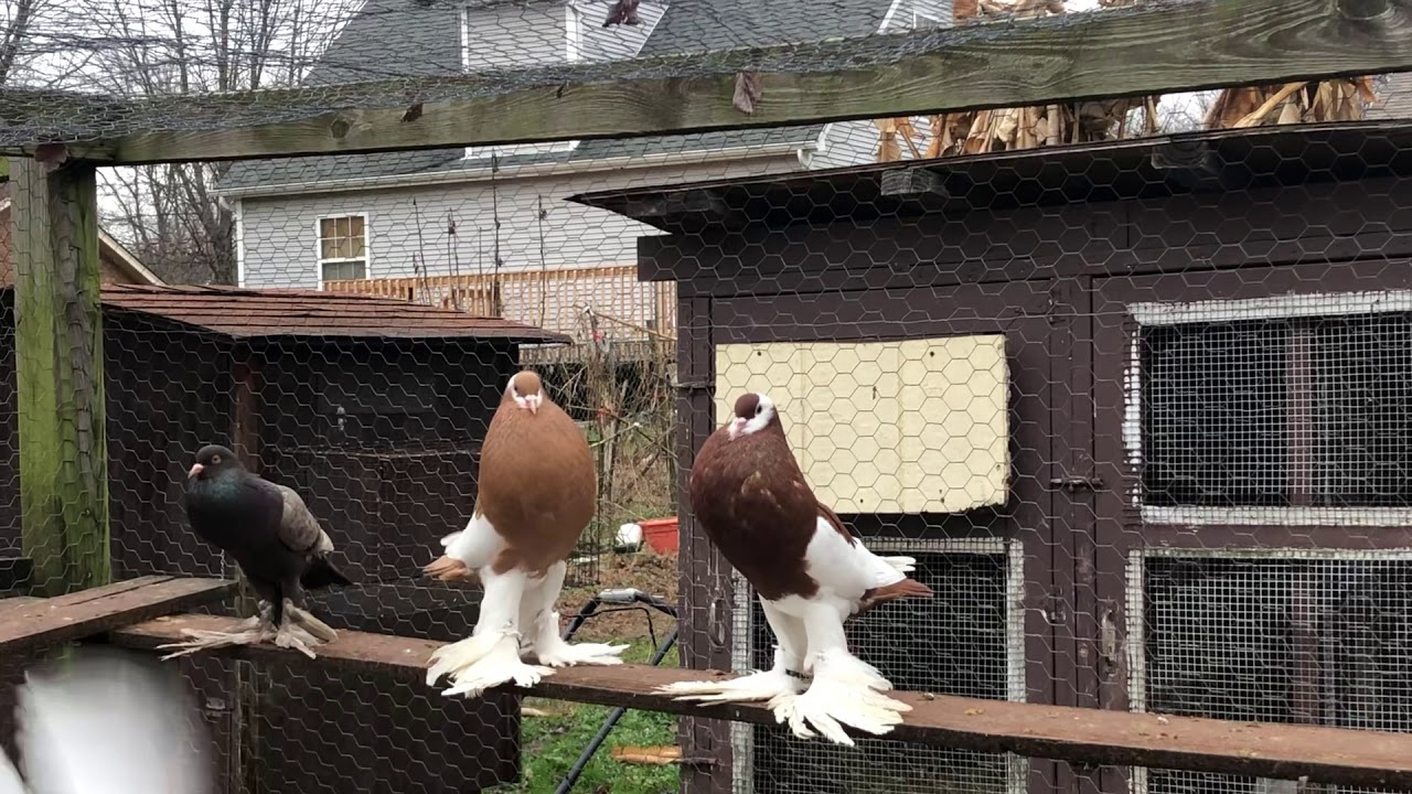 Breeding pair of reverse wing pouters - YouTube