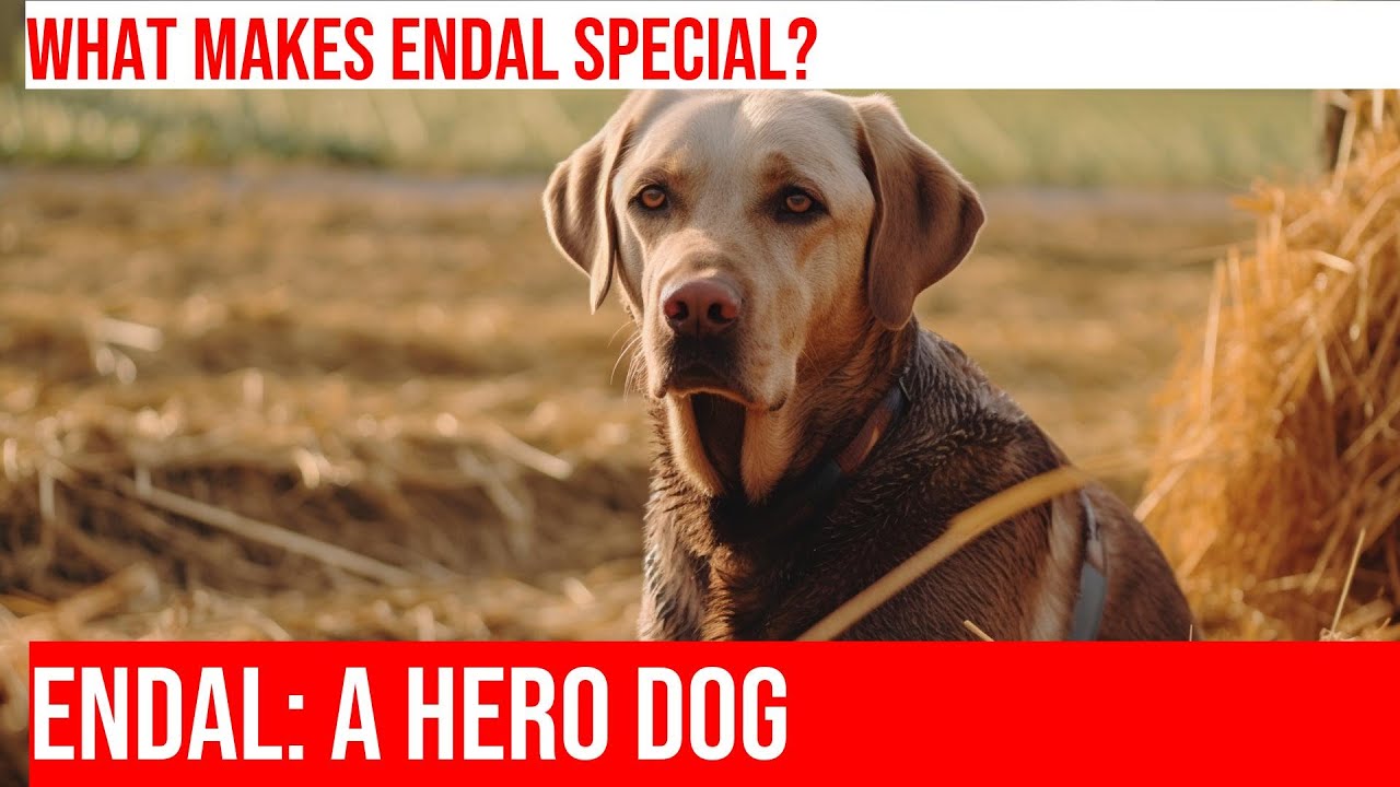 Meet Endal: The Extraordinary Assistance Dog - YouTube
