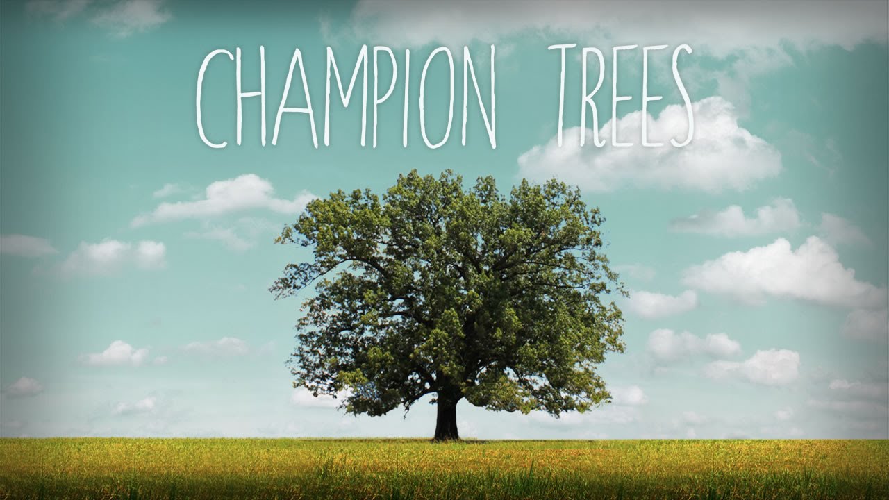 Champion Trees - YouTube