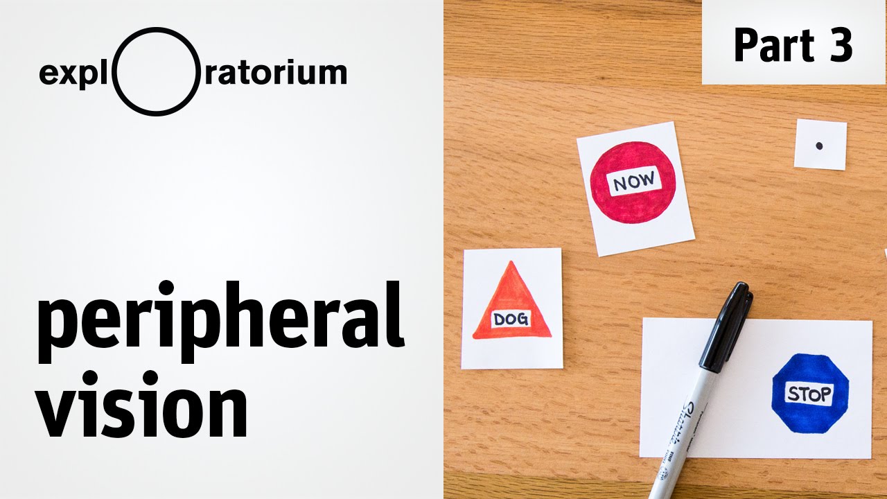 Dog Peripheral Vision