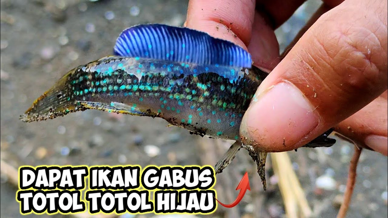 MANCING IKAN GABUS MUARA DAPAT YANG MOTIFNYA BAGUS BANGETT - YouTube