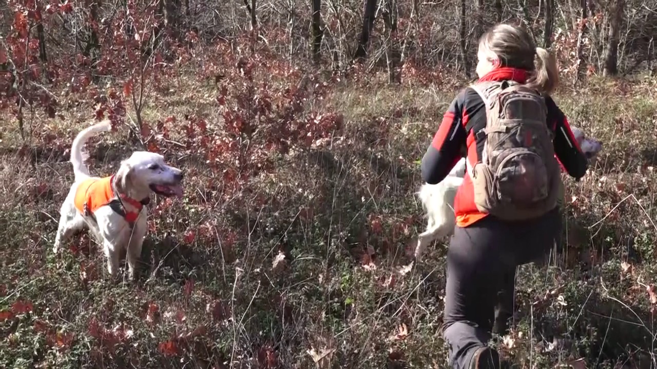 Woodcock hunting with English setter - YouTube