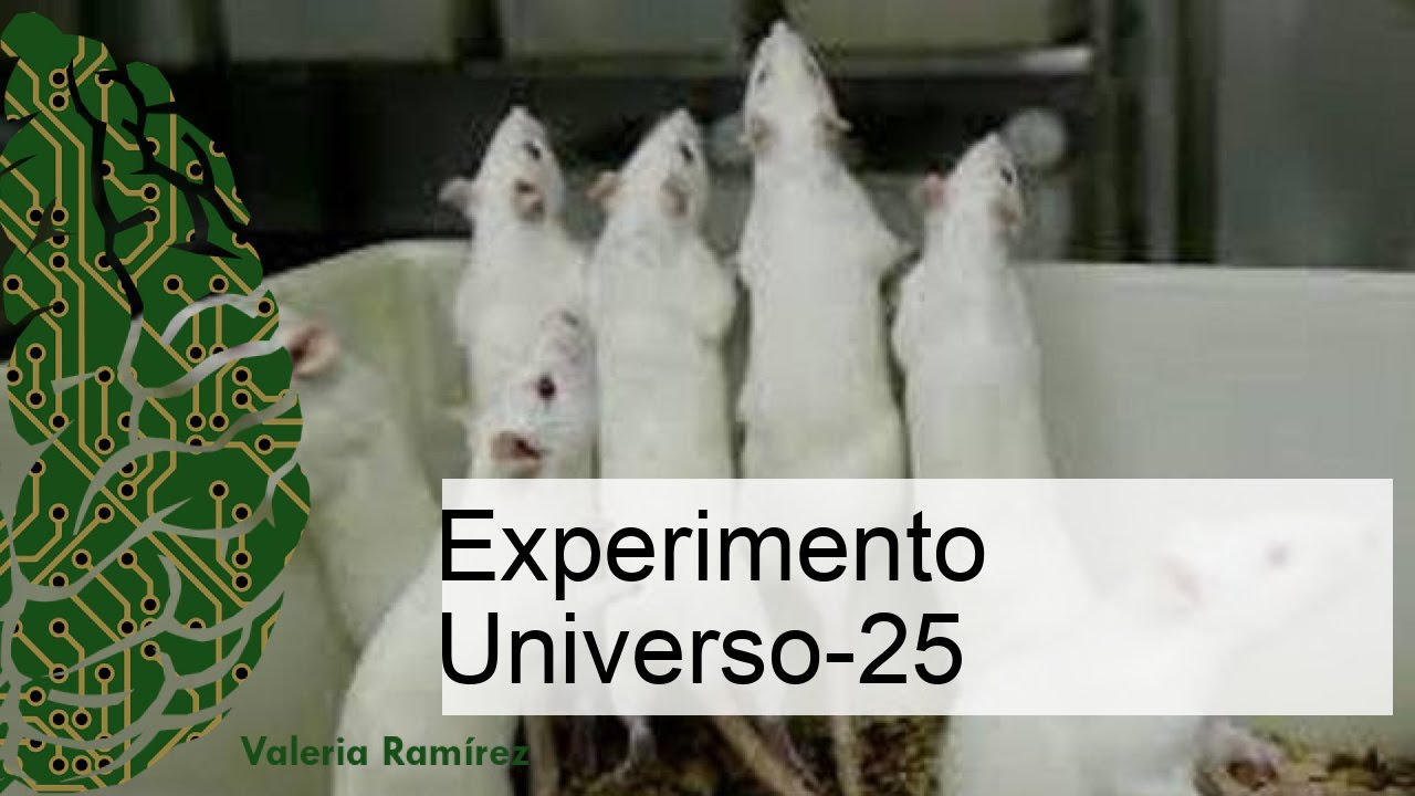 Universo-25: del cielo al infierno: la impactante historia de un ...