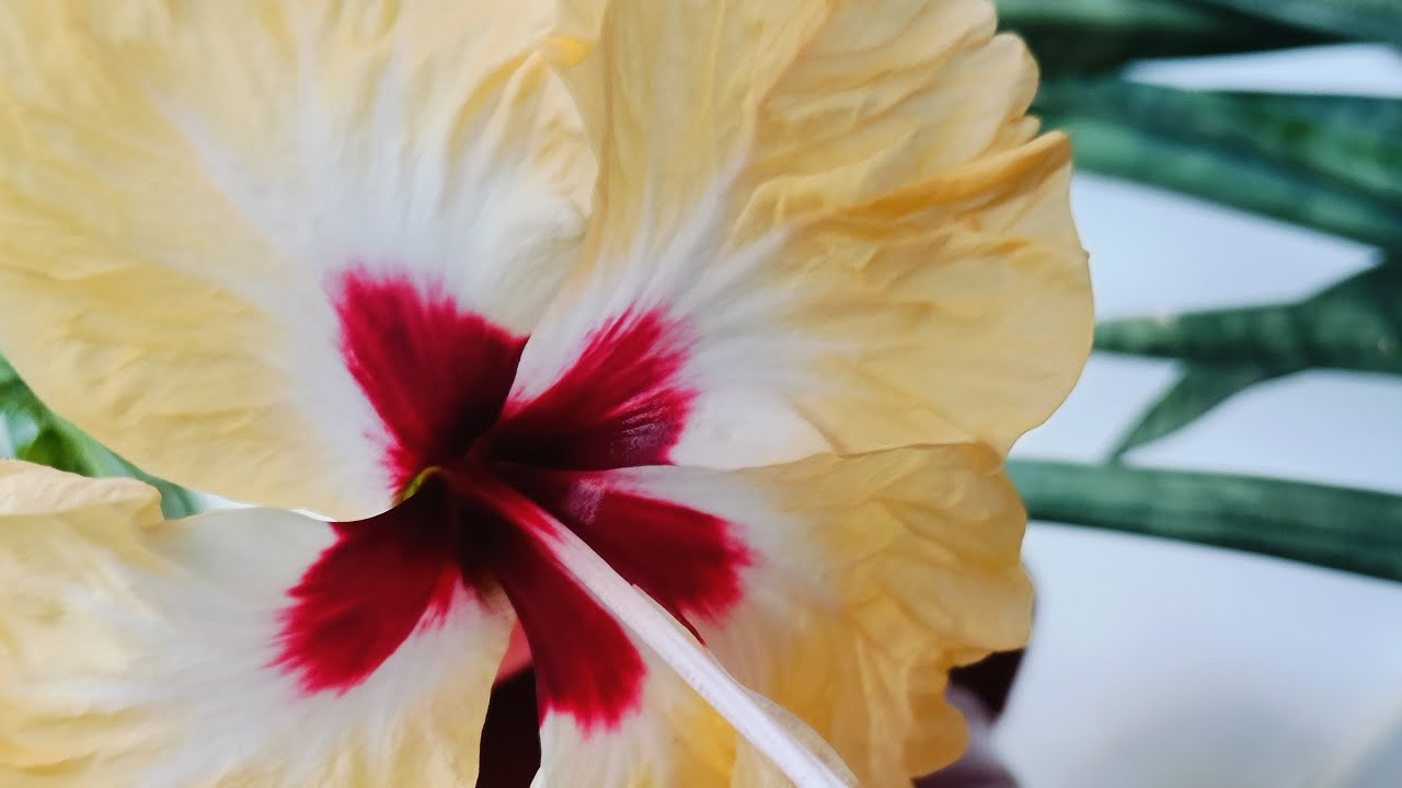 Ravina Singh is live - YouTube