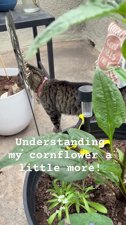 Understanding my coneflower a little more! Full video on my page! # ... Understanding my coneflower a little more! Full video on my page! # ...