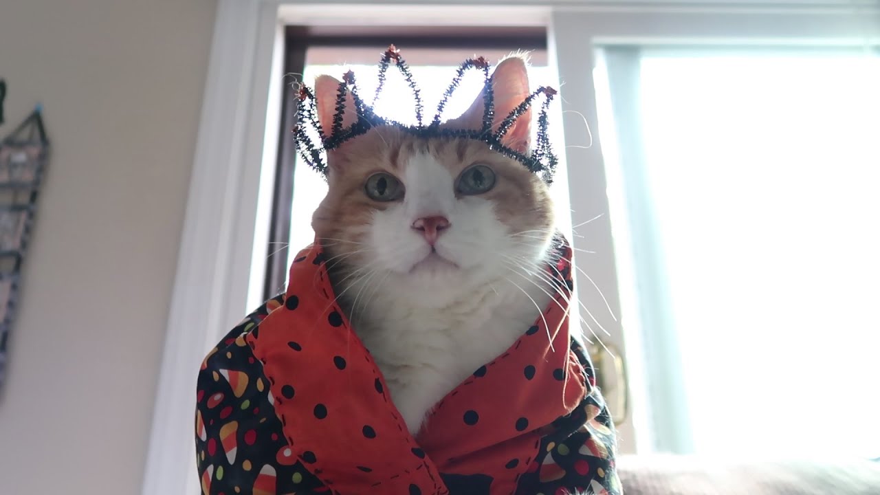 My Cat Is The Candy Corn King - YouTube