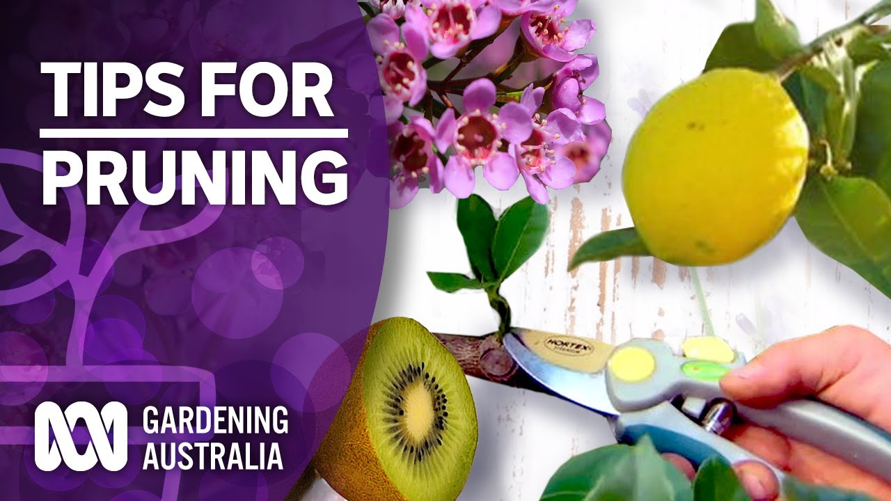 Pruning Tips | Pest and Disease Control | Gardening Australia - YouTube