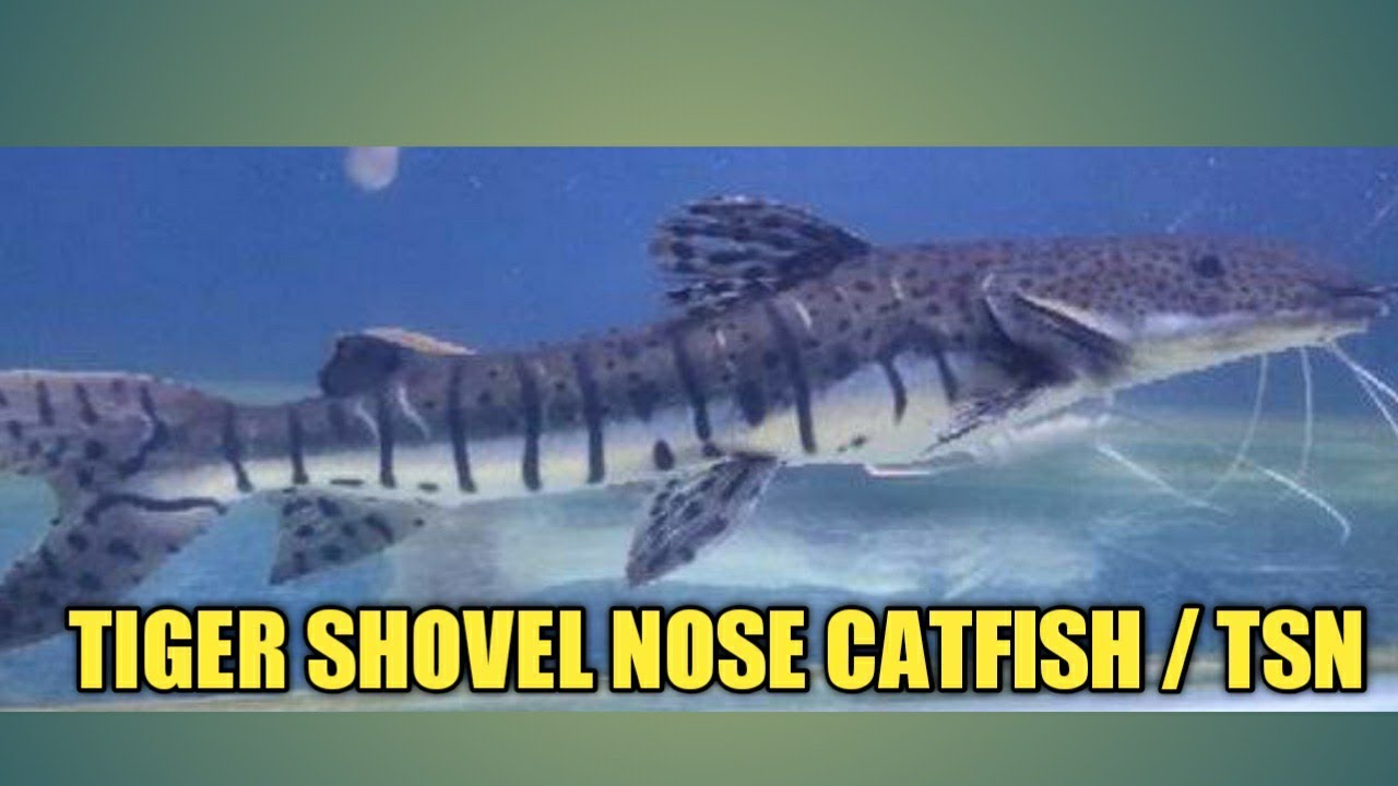 TIGER SHOVEL NOSE CATFISH / IKAN TSN - YouTube