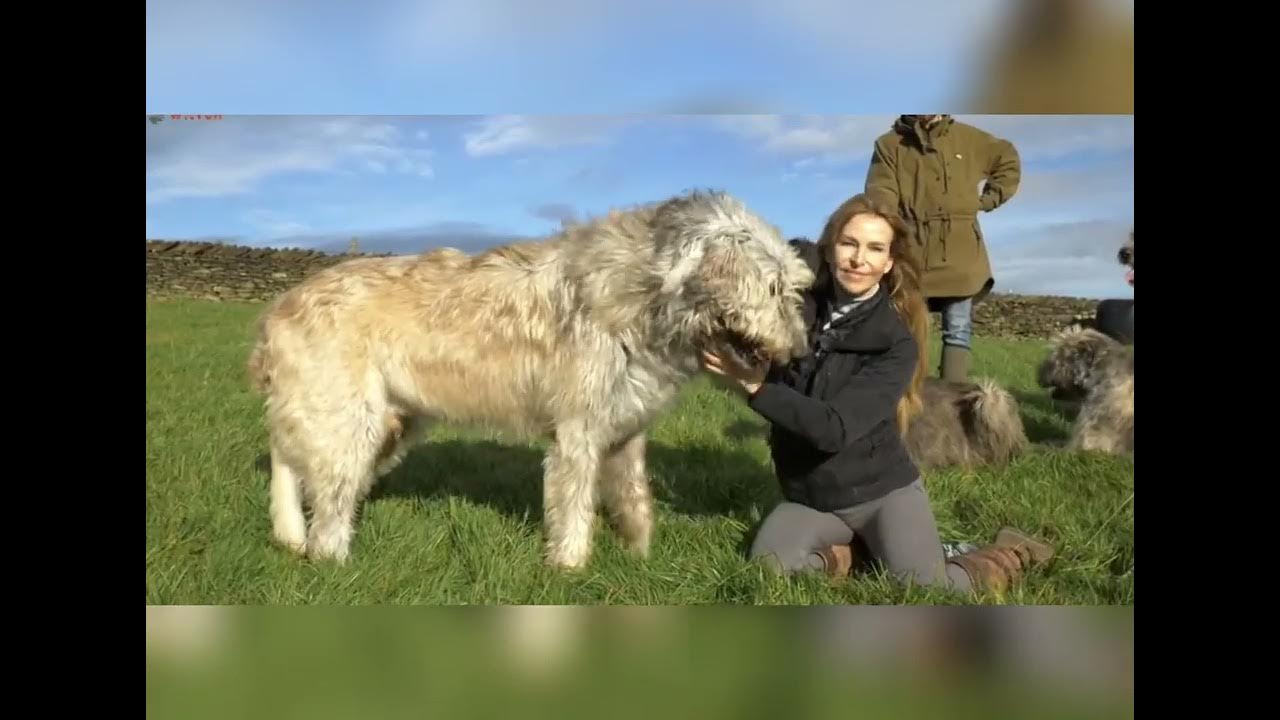 The Last Giant: The Majestic Irish Greyhound and other breed of ...