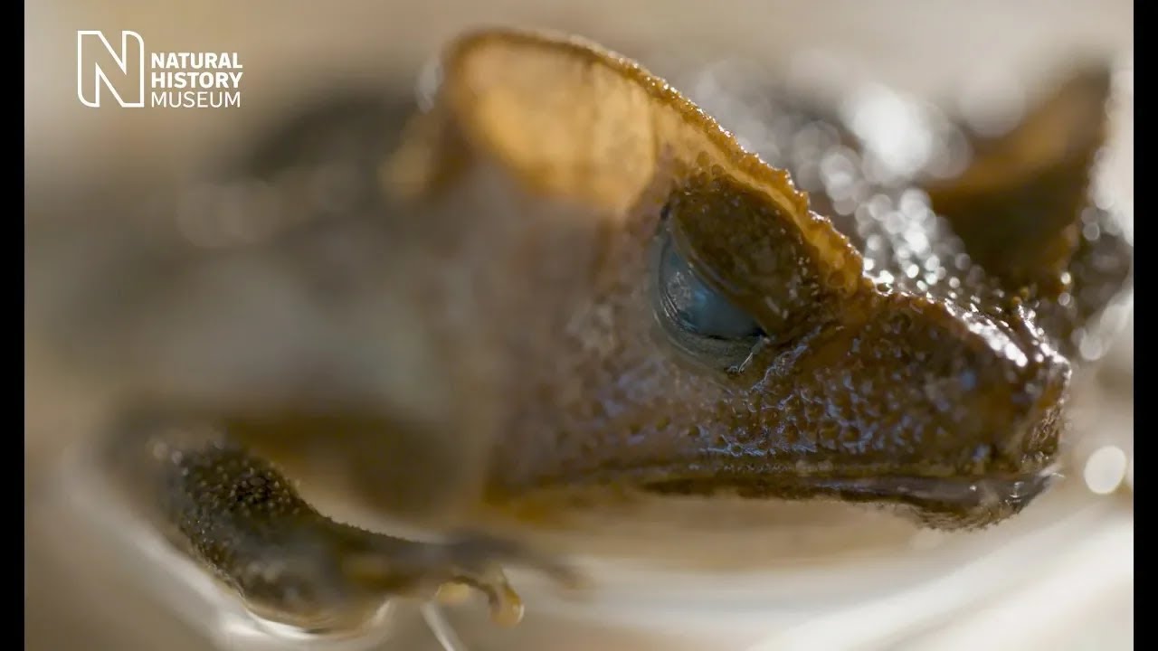 How do frogs see in the dark? | Natural History Museum (Audio Described ...