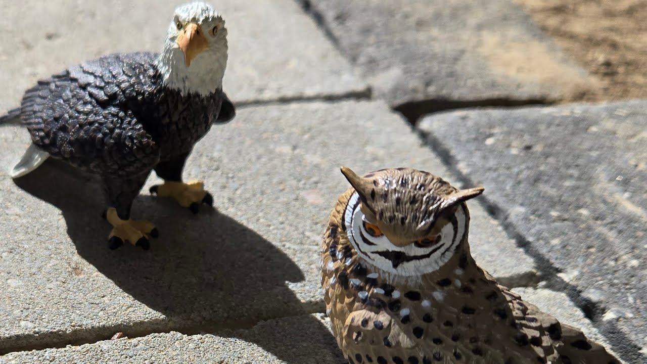 Eagle Birds - YouTube