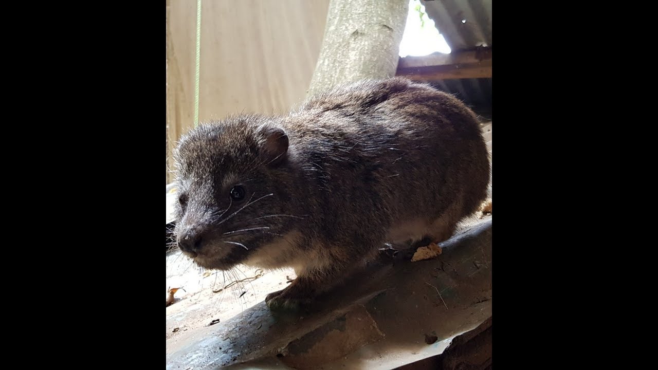 Hyrax - voice - sound - YouTube