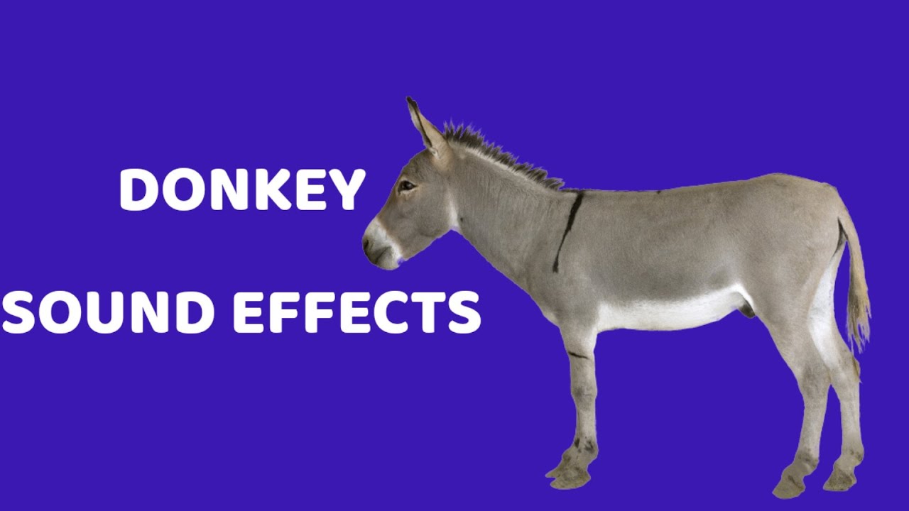 DONKEY 🐎🐎 SOUND EFFECTS - YouTube