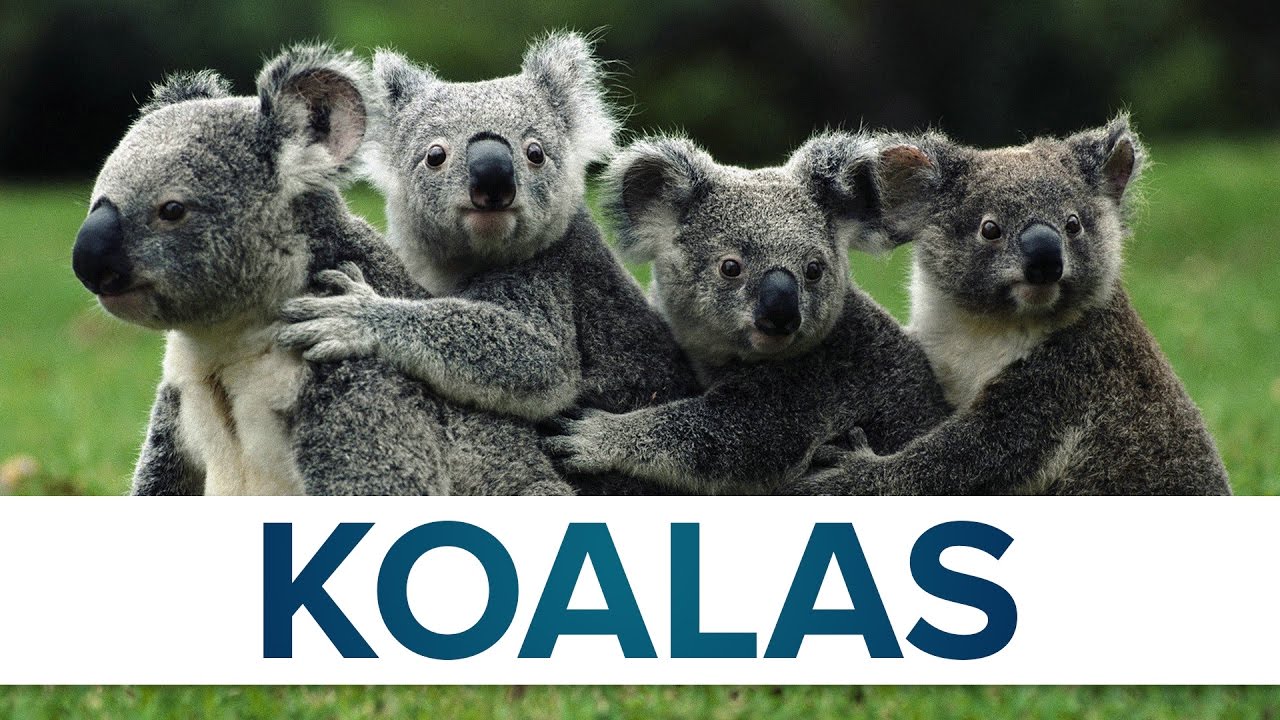 Top 10 Facts Koalas Top Facts YouTube top-10-facts-koalas-top-facts-youtube