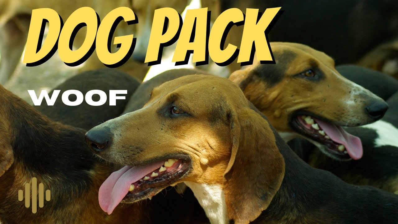Dog pack barking sound. - YouTube