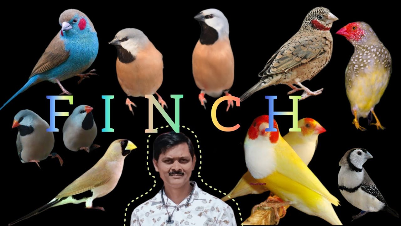 Exotic Finch || Finch - YouTube