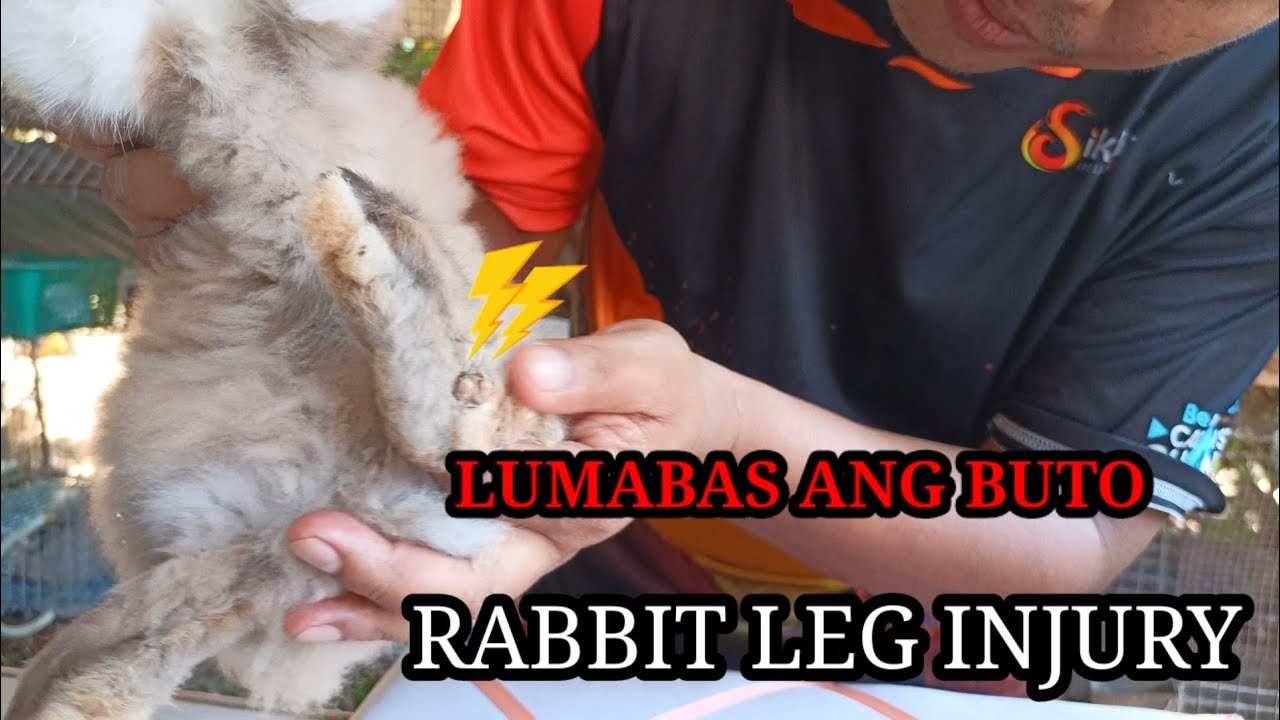 Rabbit na may pilay: Ano Ang gagawin? Rabbit leg injury First Aid - YouTube