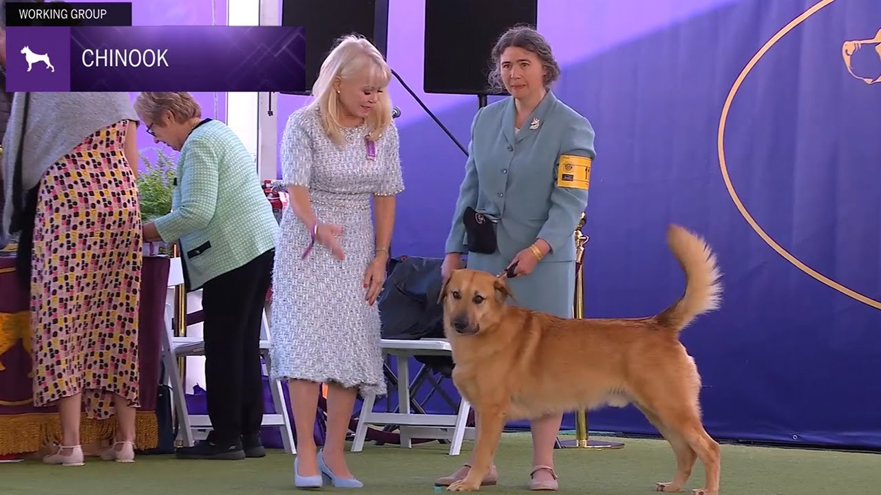 Chinooks | Breed Judging 2024 - YouTube