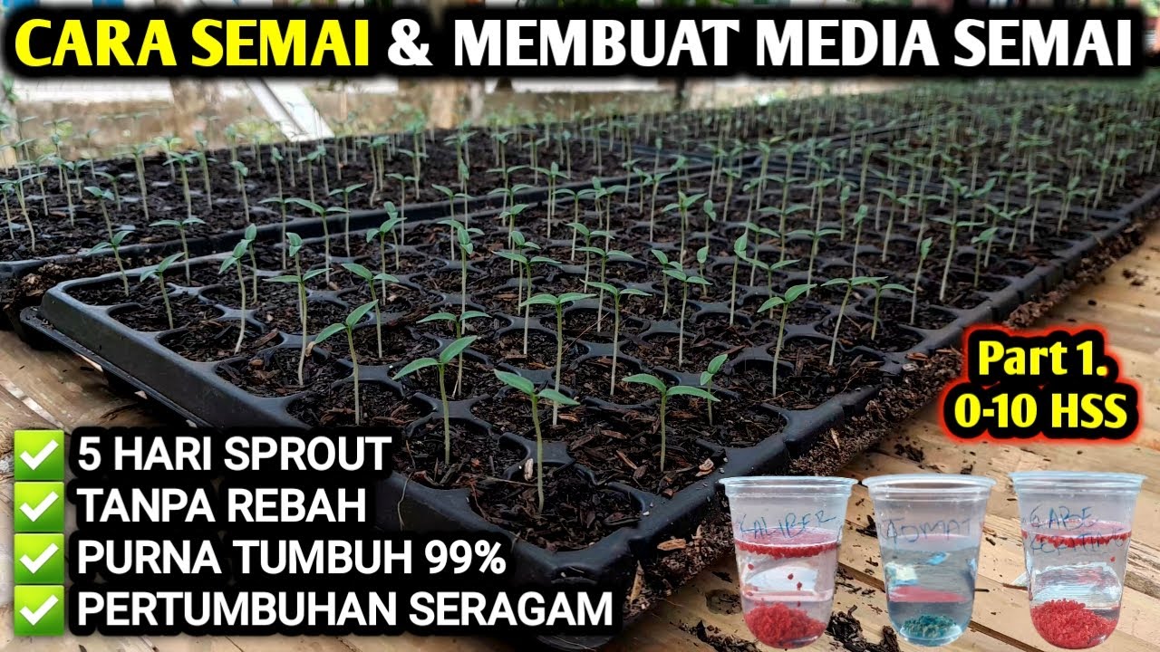 🔴 CARA SEMAI & MEMBUAT MEDIA SEMAI CABE, TOMAT, MELON, TERONG # ...