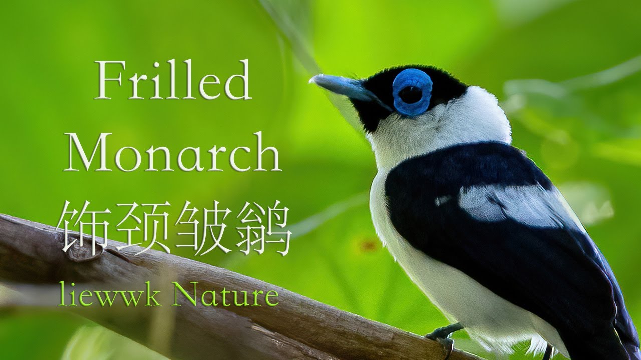such a beautiful looking Monarch... Male Frilled Monarch calling - YouTube