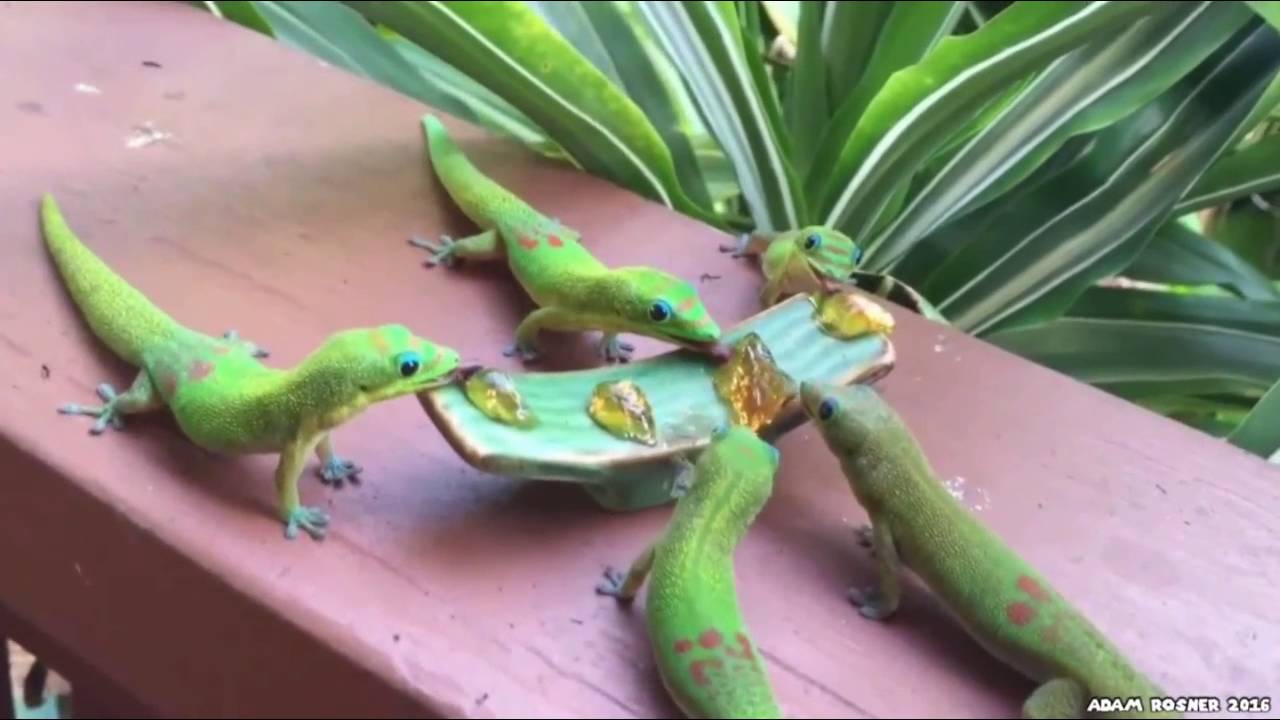Geckos With Waluigi Sounds - YouTube