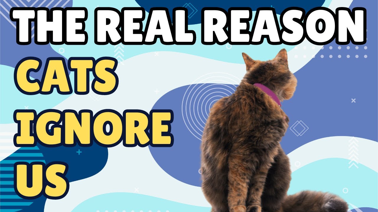 The Real Reason Cats Ignore Us - YouTube