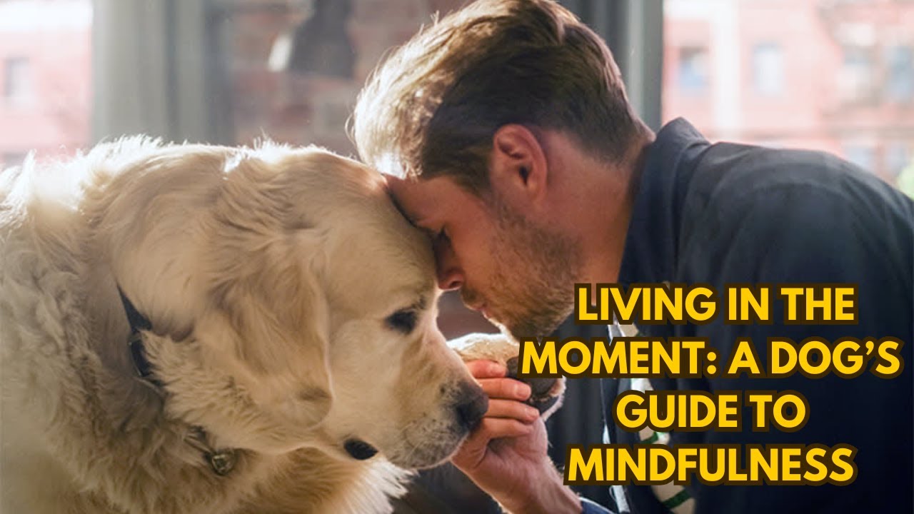 🐶 Living in the Moment: A Dog’s Guide to Mindfulness 🌿 - YouTube