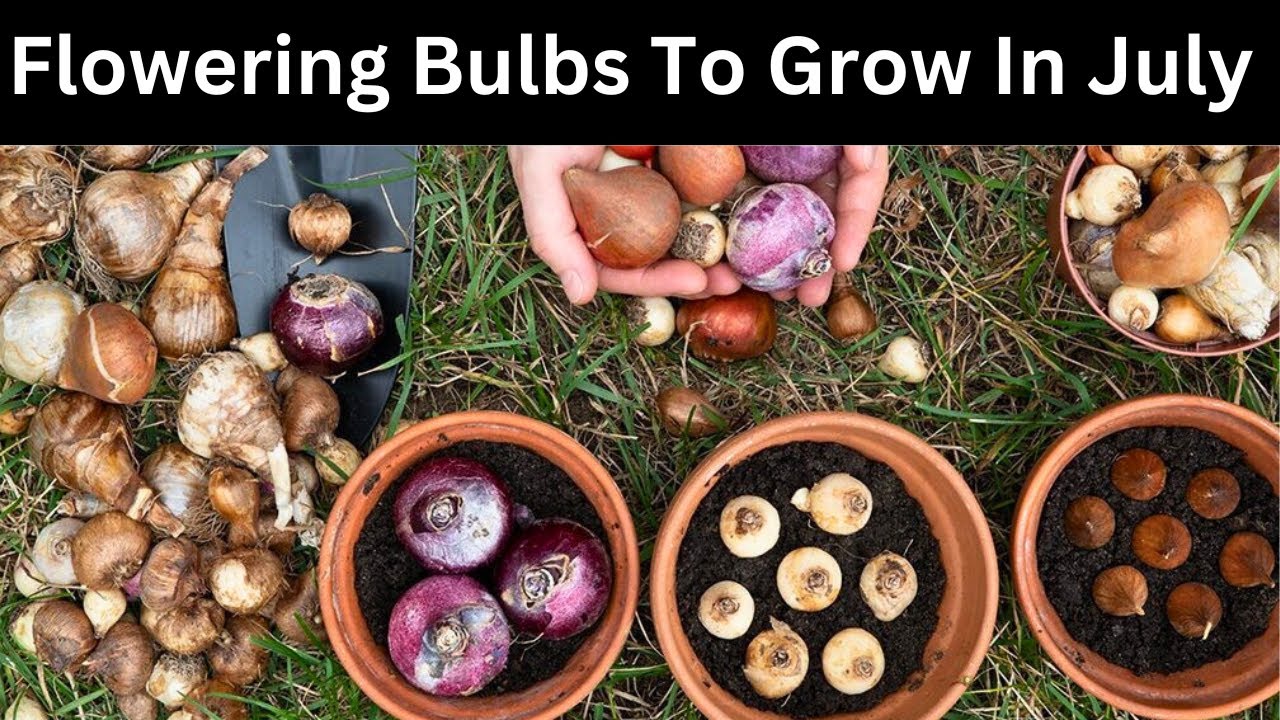 Which Flower Bulbs To Plant In July 2024 / Bulbs To Grow In July - YouTube