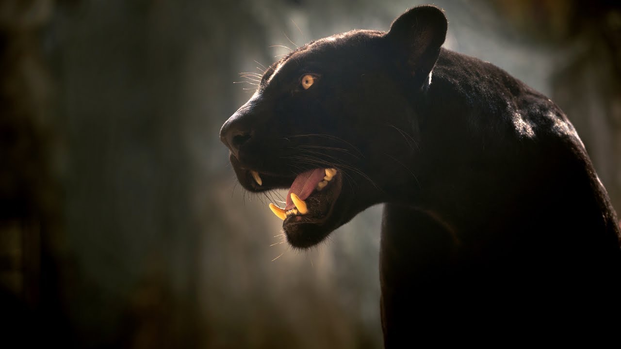 Black Jaguar Growling