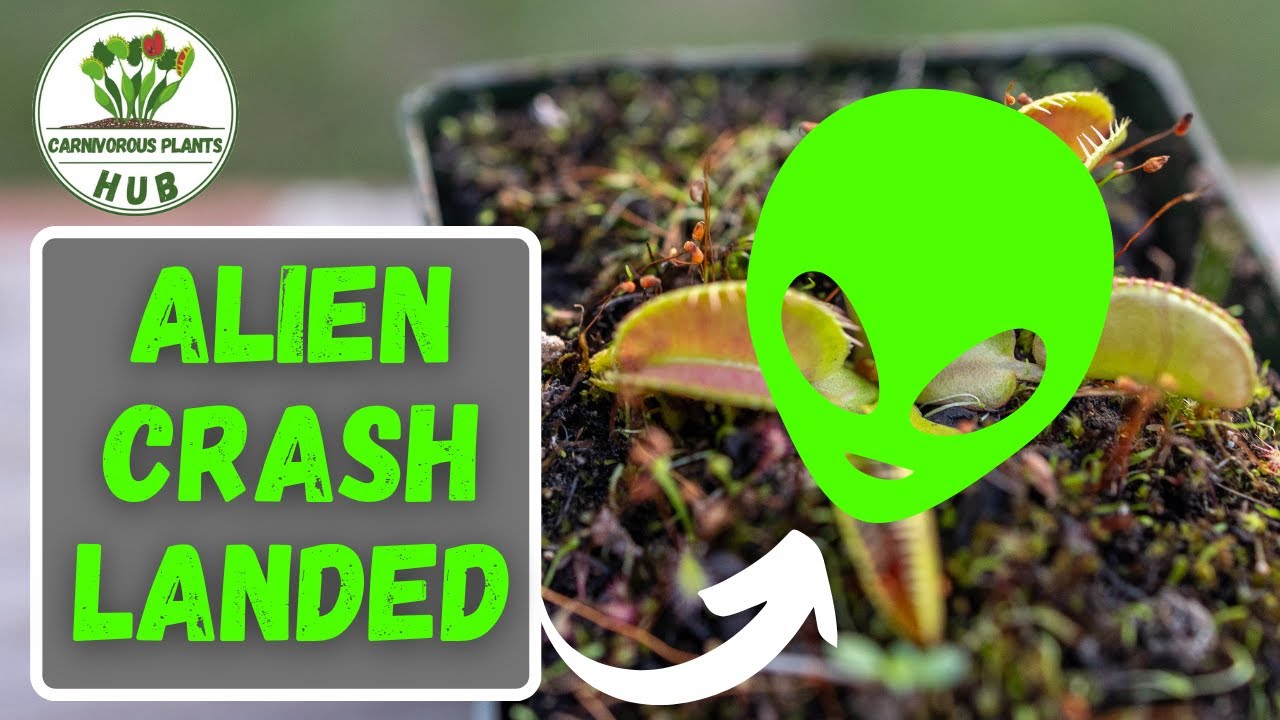 Unboxing A Venus Fly Trap Alien - YouTube