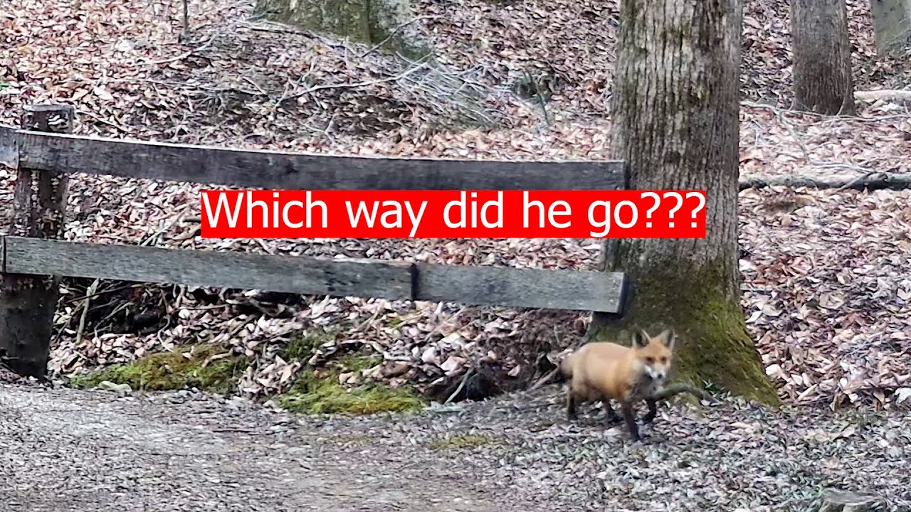 Sly as a fox? Maybe not as sly as a squirrel! - YouTube