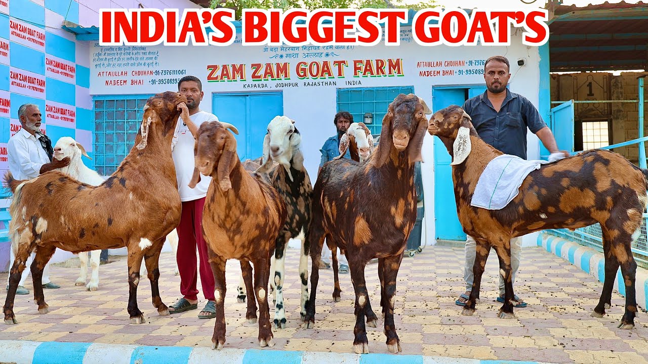 India’s Biggest Goat’s At Zam Zam Goat Farm Kaparda Jodhpur - YouTube