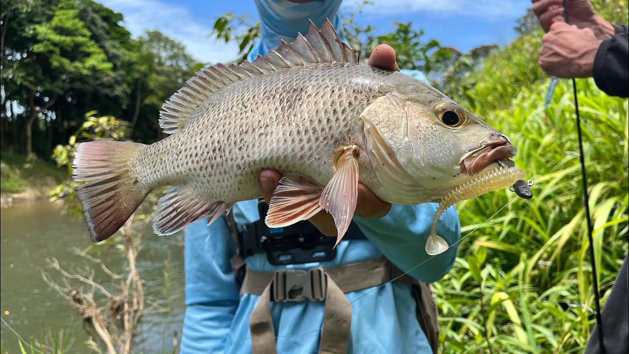 North Queensland Freshwater Mangrove Jack fishing!! - YouTube