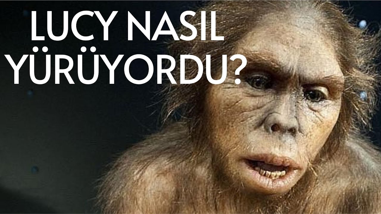Lucy ilk insan fosili | Bulunan en eski insan fosili #lucy #fosiles # ...