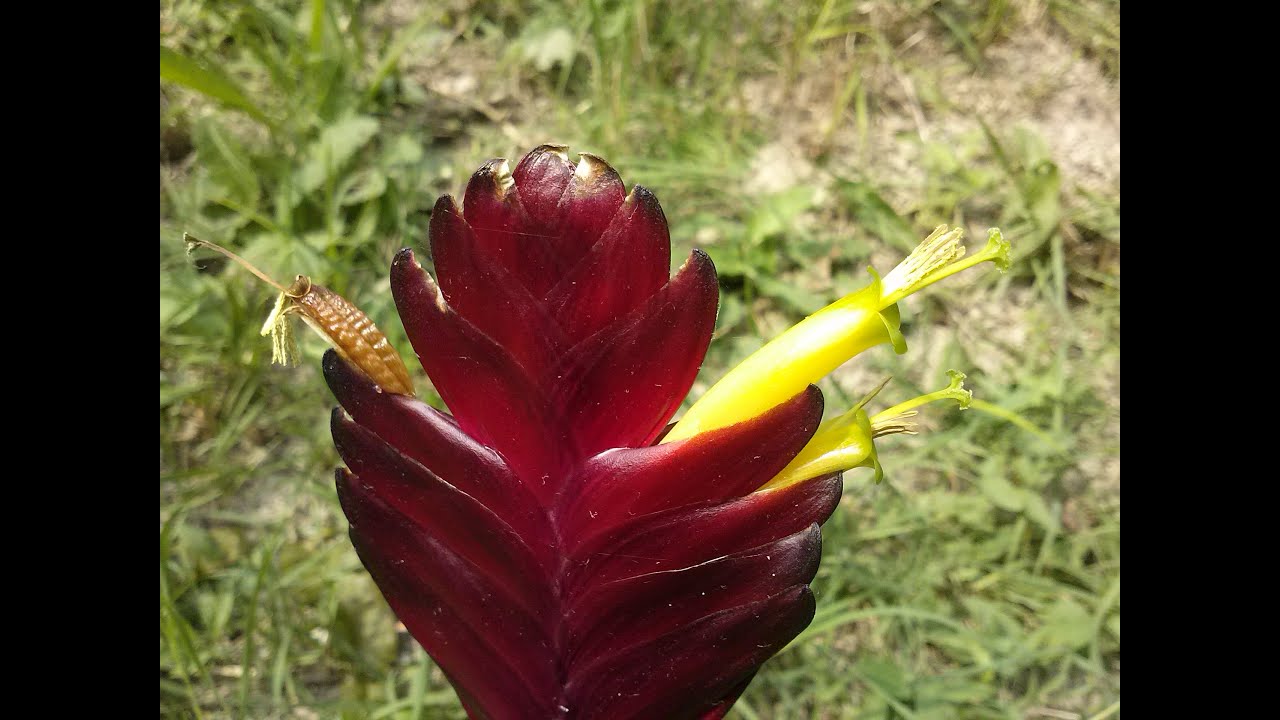 VRIESEA CARINATA - YouTube