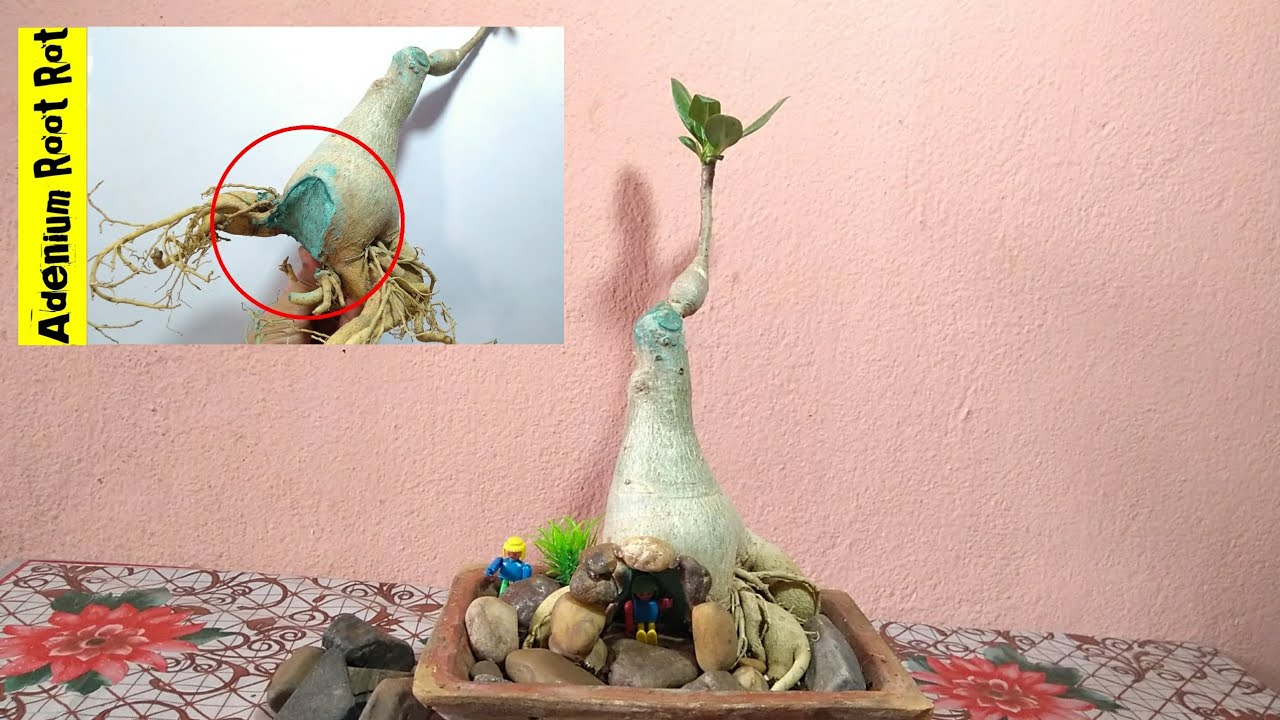 Adenium Root Rot Treatment || How To Cure Adenium Root Rot || Desert ...