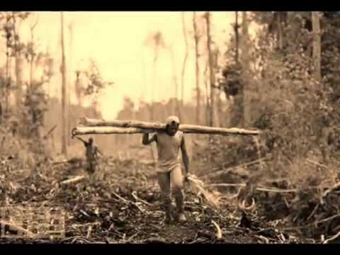 Human Impact - Destruction of the Rainforest - YouTube