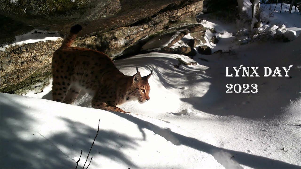 International lynx day 2023 - YouTube