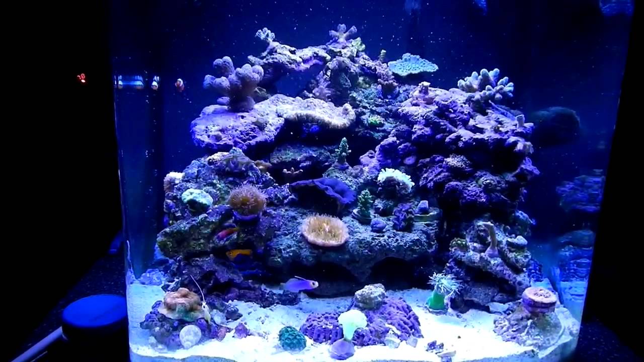 28gallon nano cube modified advanced led - YouTube