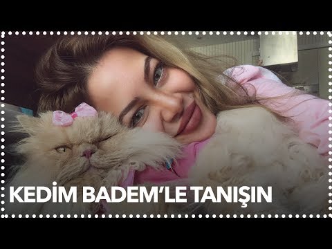 İran kedisi Badem ile kedi bakımı üzerine sohbet ettik