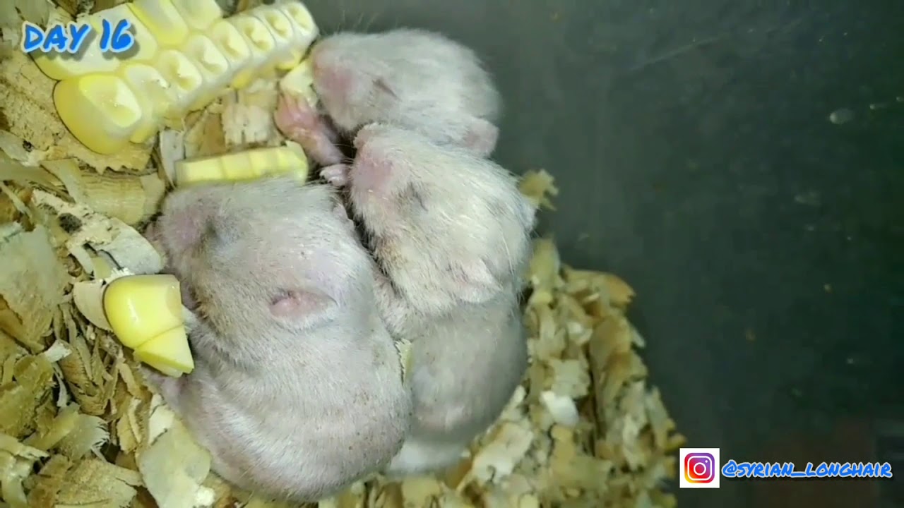 baby hamster - YouTube
