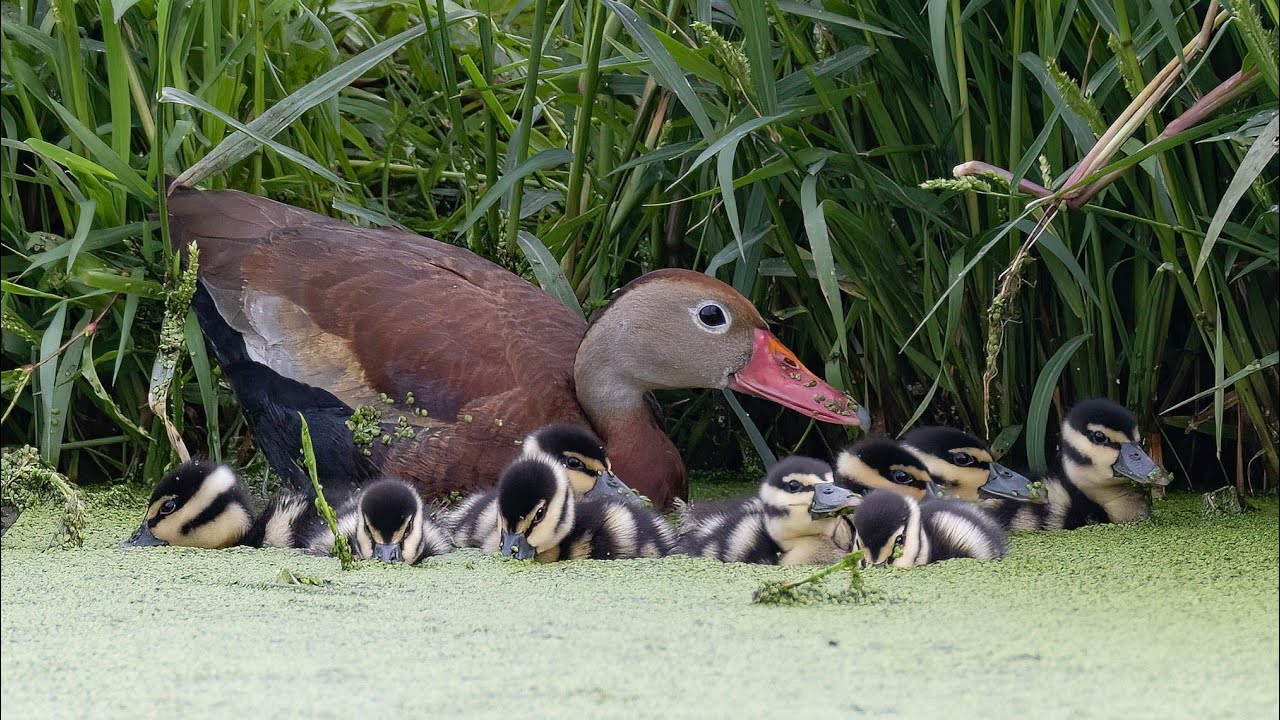 Anak Burung Belibis Jinak Jinak cocok untuk di ternak (wistling duck ...