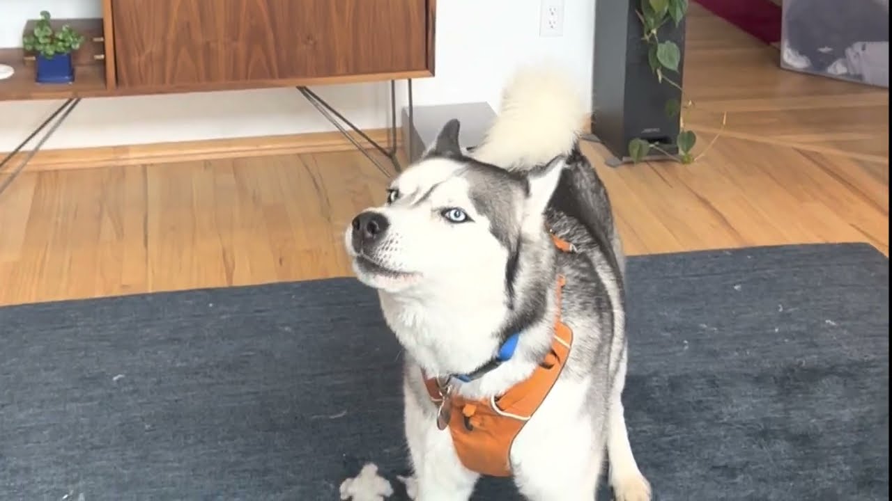 1 Minute of Jai the Husky Talking and Howling - YouTube