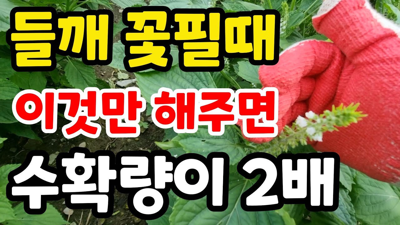 들깨 꽃필때 2가지는 꼭 해주어야 수확량도 늘고 들기름도 많이 나옵니다들깨순치는시기들깨병충해방제들깨추비주는시기들깨파종시기