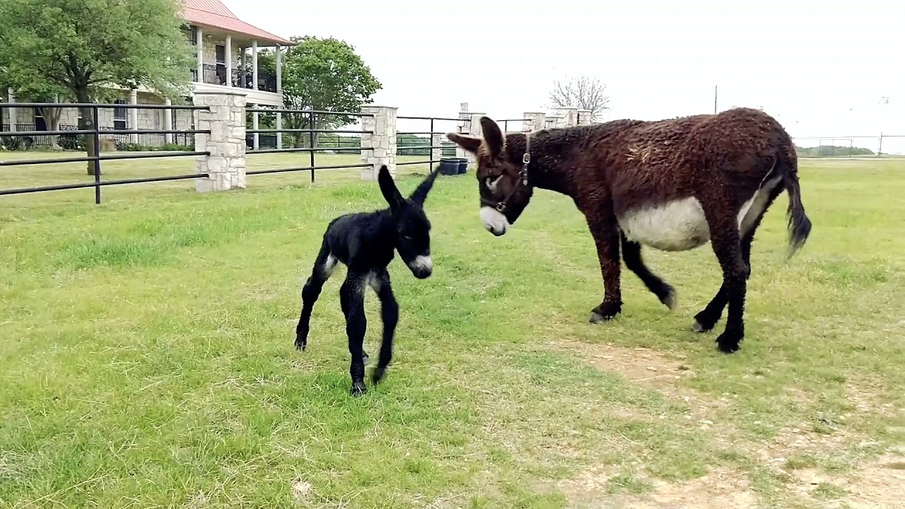 Poitou Jennet and Foal - YouTube
