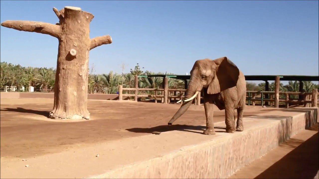 Elephant in Saudi Arabia - YouTube