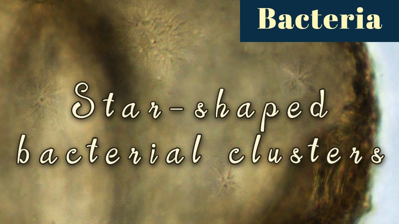 A rod-shaped bacteria that assembles into star-shaped clusters - YouTube