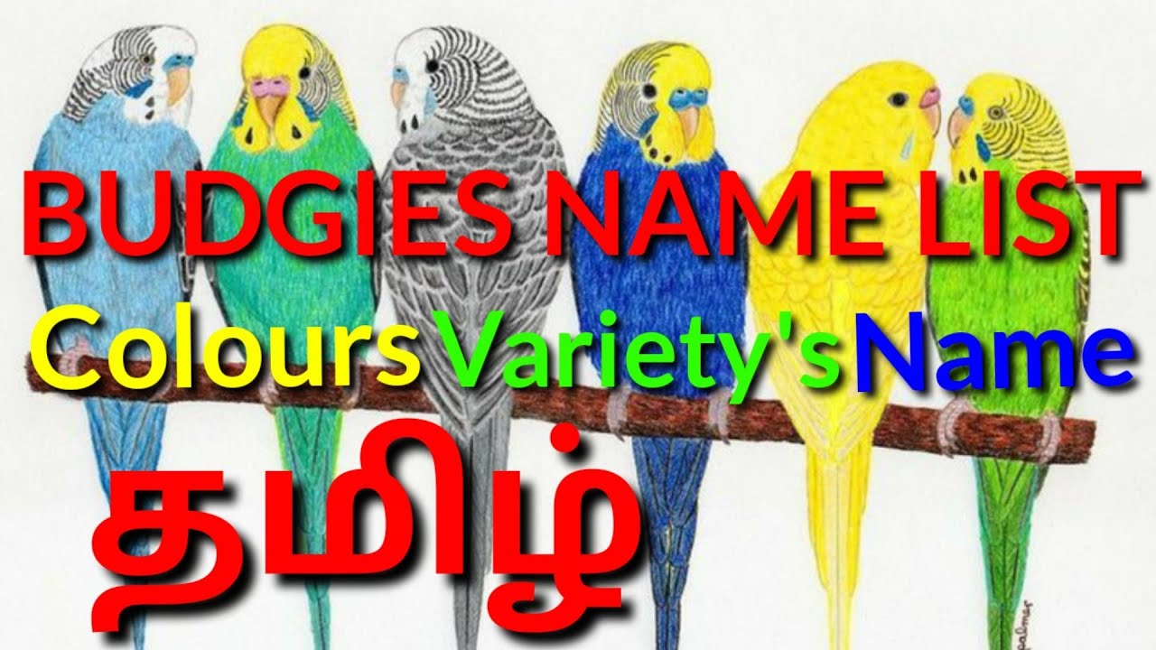 BUDGIES NAME LIST(love birds) Colour variety's - YouTube