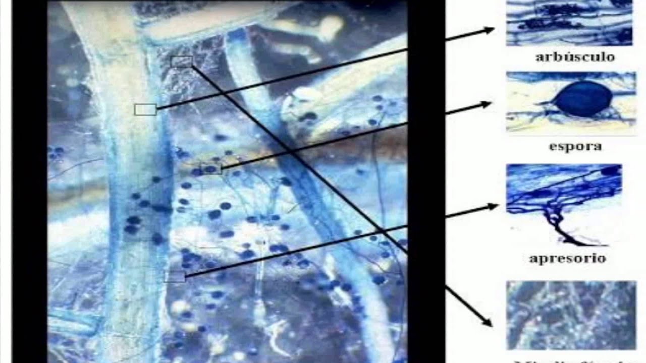 Micorrizas: Viendo hacia el futuro de la fertilidad de suelos y el ...